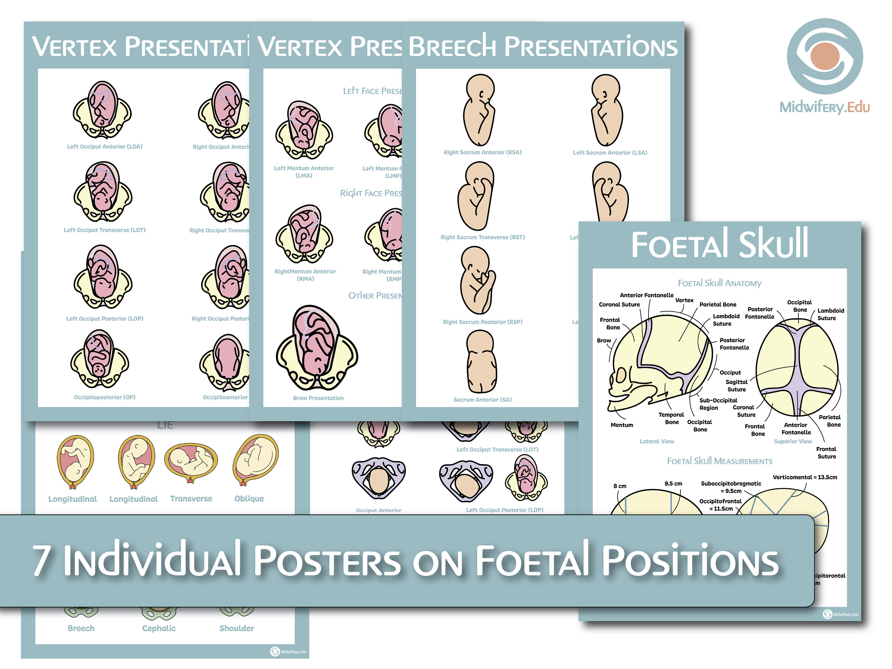 Foetal/fetal Position Study Bundle Educational Poster - Etsy Australia