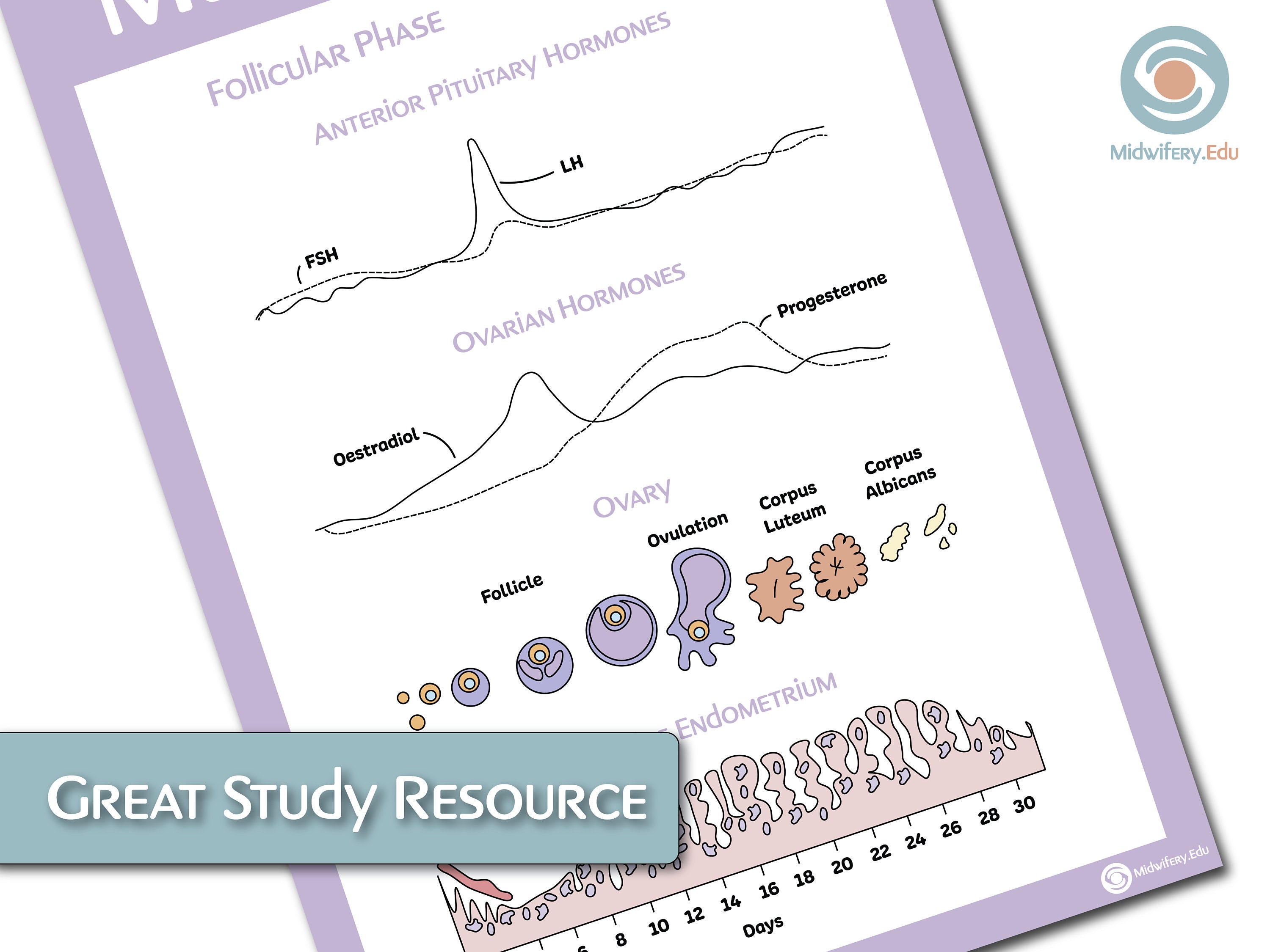 The Female Reproductive Anatomy Educational Poster Bundle - Etsy