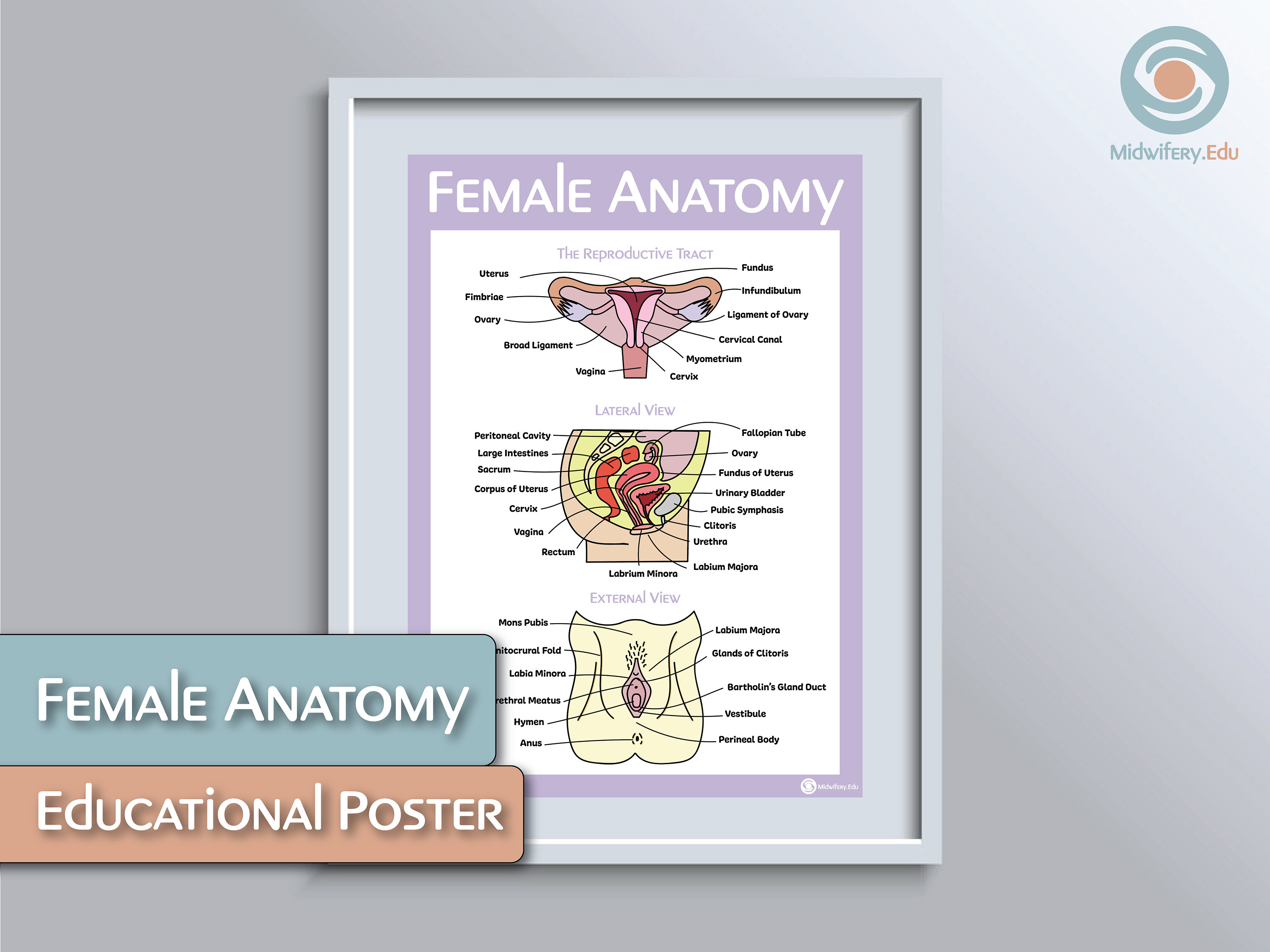 Female Reproductive System Educational Poster - Etsy