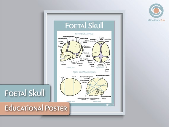 Foetal/fetal Skull Educational Poster - Etsy UK