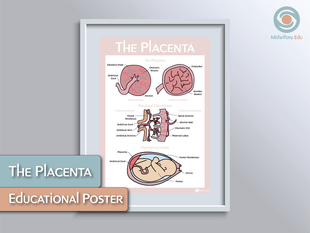 The Placenta Educational Poster - Etsy
