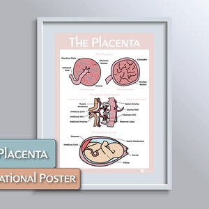 The Placenta Educational Poster - Etsy