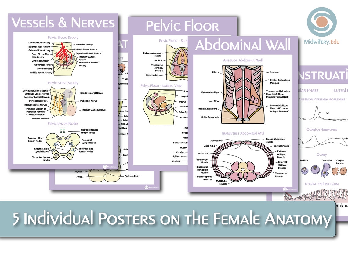 The Female Reproductive Anatomy Educational Poster Bundle | Etsy