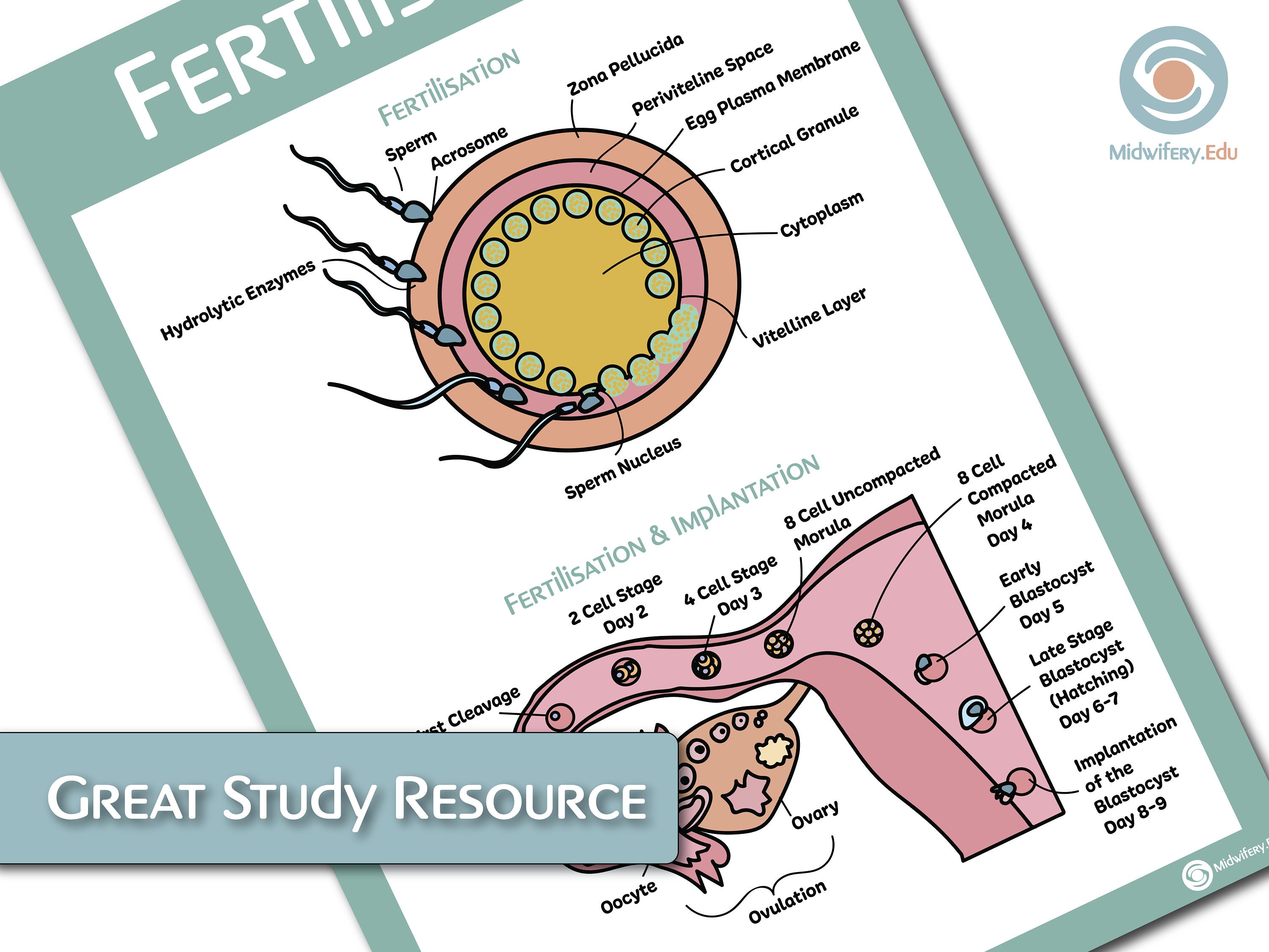 Fertilisation Educational Poster - Etsy