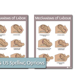 Labour/labor Education Poster Bundle - Etsy