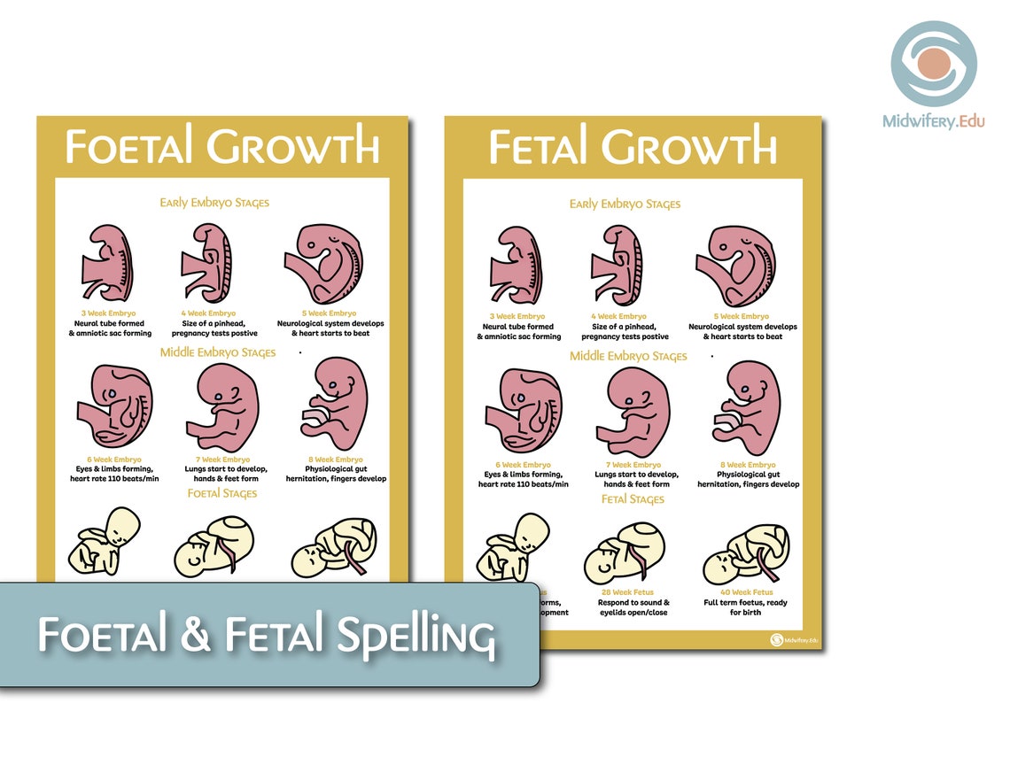 Foetal Development Educational Poster - Etsy