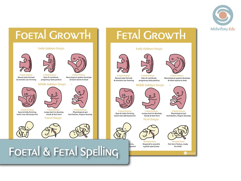 Foetal Development Educational Poster - Etsy