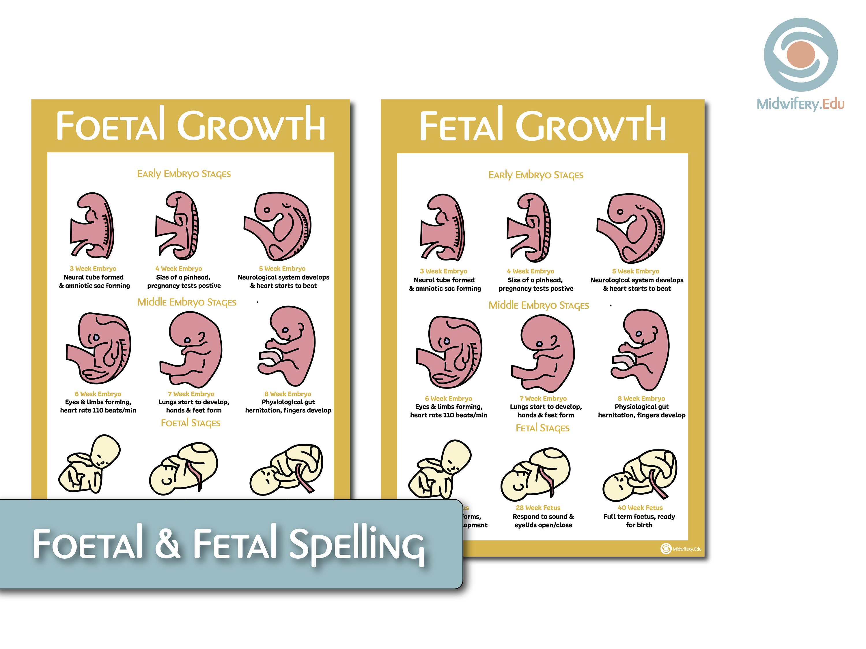 Foetal Development Educational Poster - Etsy