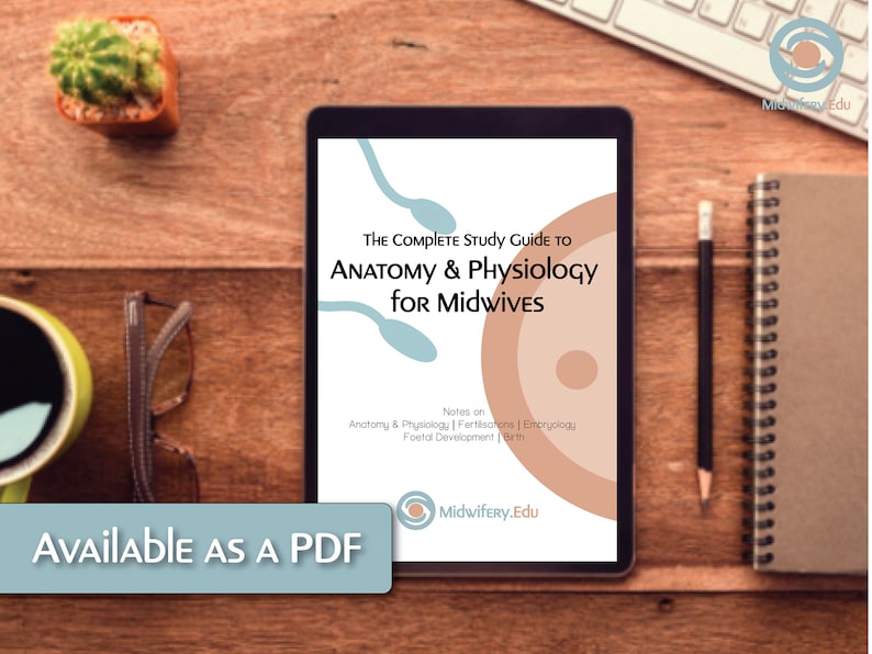 Anatomy & Physiology for Midwives Study Guide - Etsy