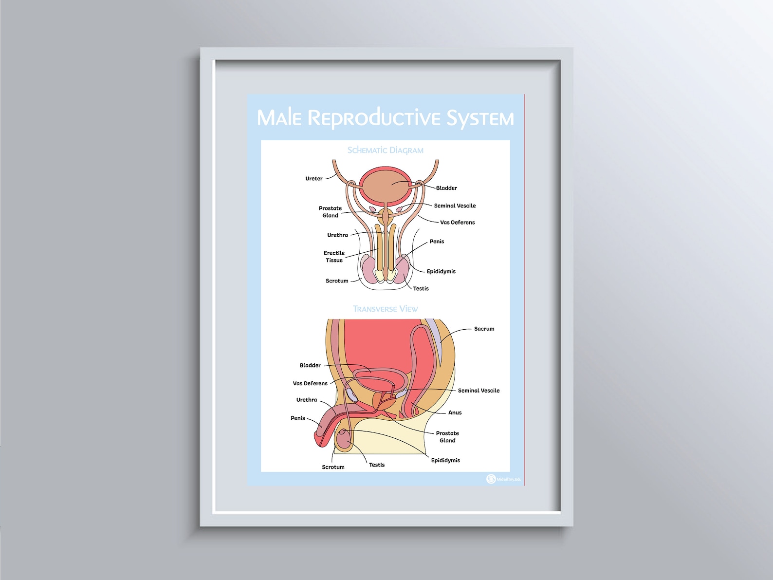 Male Reproductive System Educational Poster - Etsy