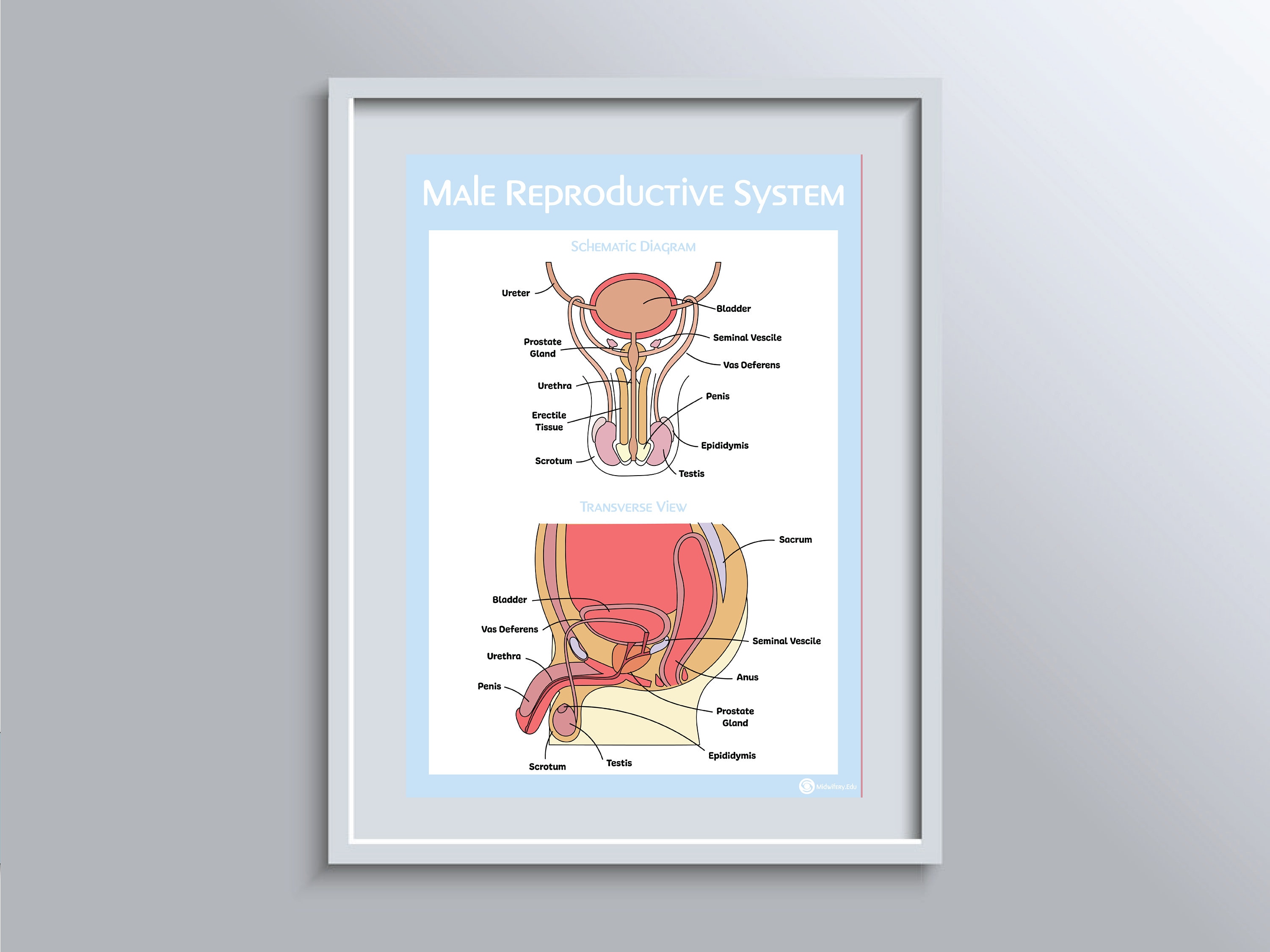 Male Reproductive System Educational Poster - Etsy
