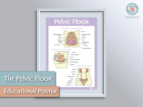 The Pelvic Floor Educational Poster - Etsy
