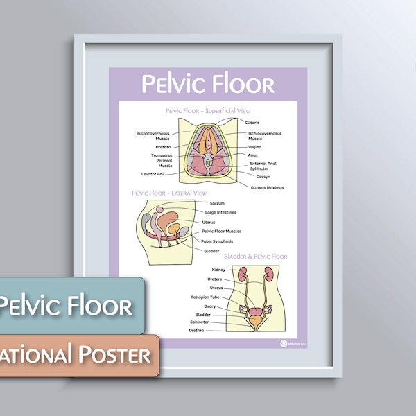 Pelvic Floor Poster - Etsy