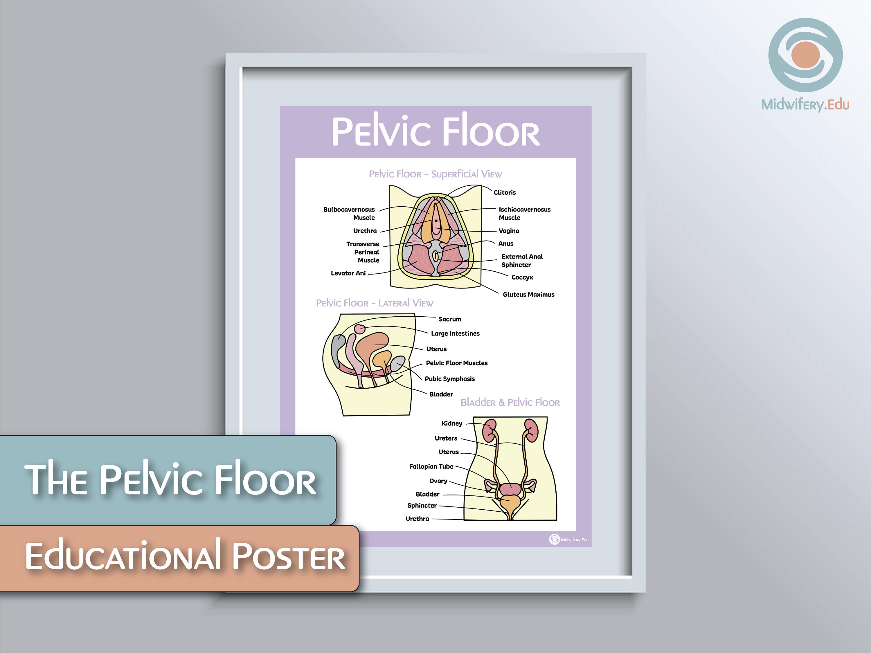 The Pelvic Floor Educational Poster - Etsy