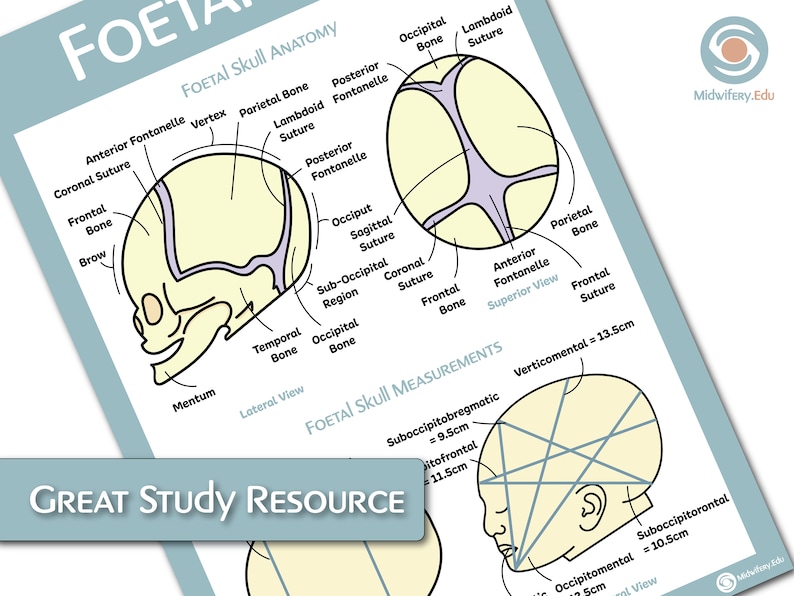 Foetal/fetal Skull Educational Poster - Etsy