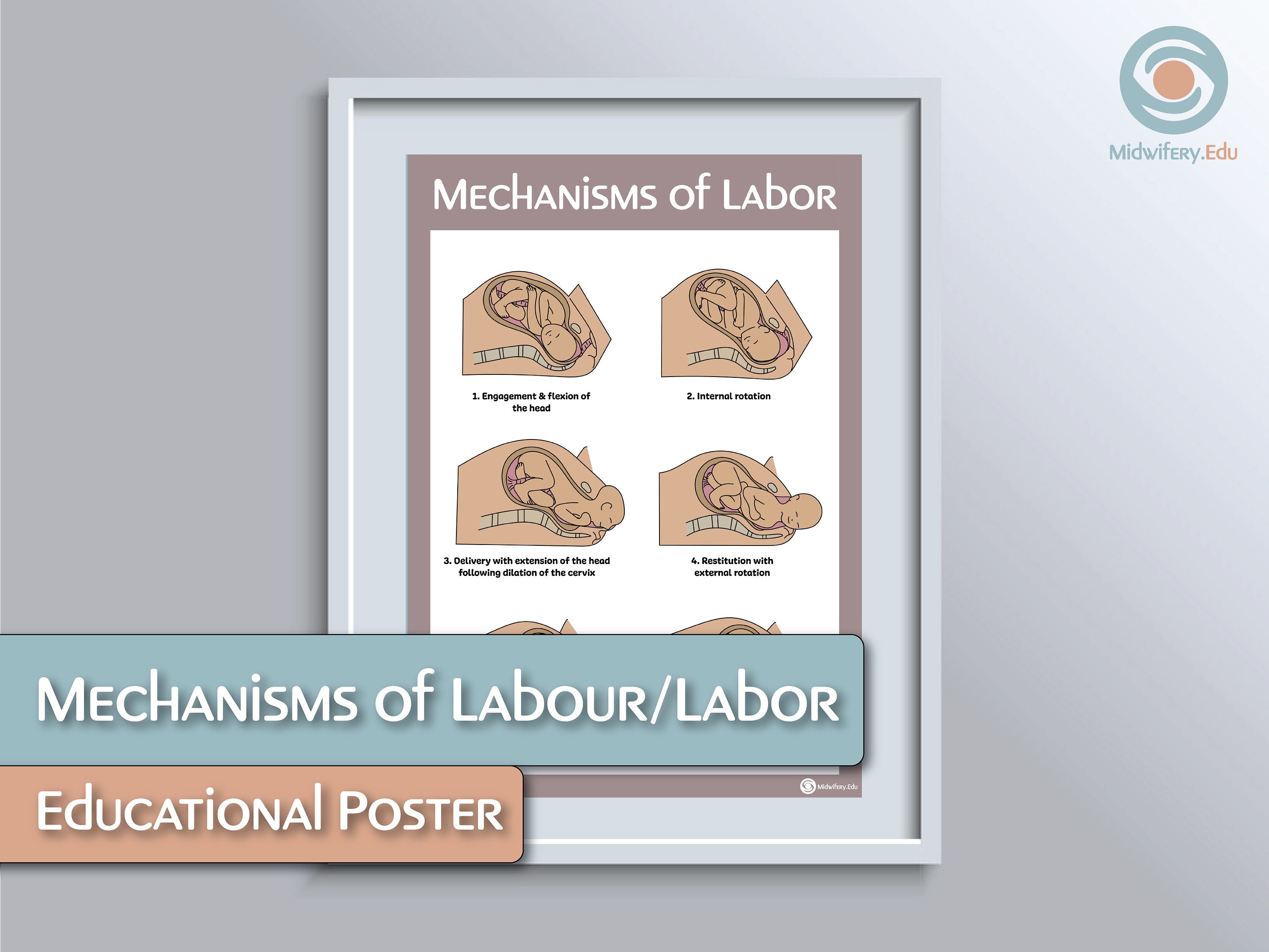 Labour/labor Mechanisms of Birth Educational Poster - Etsy