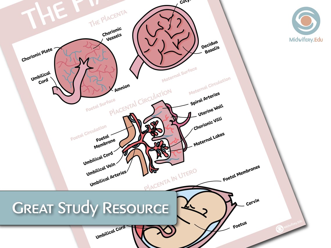 Placenta Educational Poster Study Bundle - Etsy