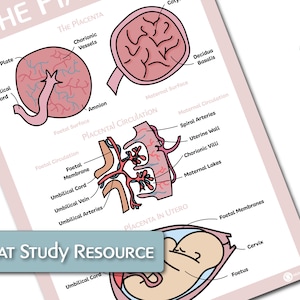 Placenta Educational Poster Study Bundle - Etsy