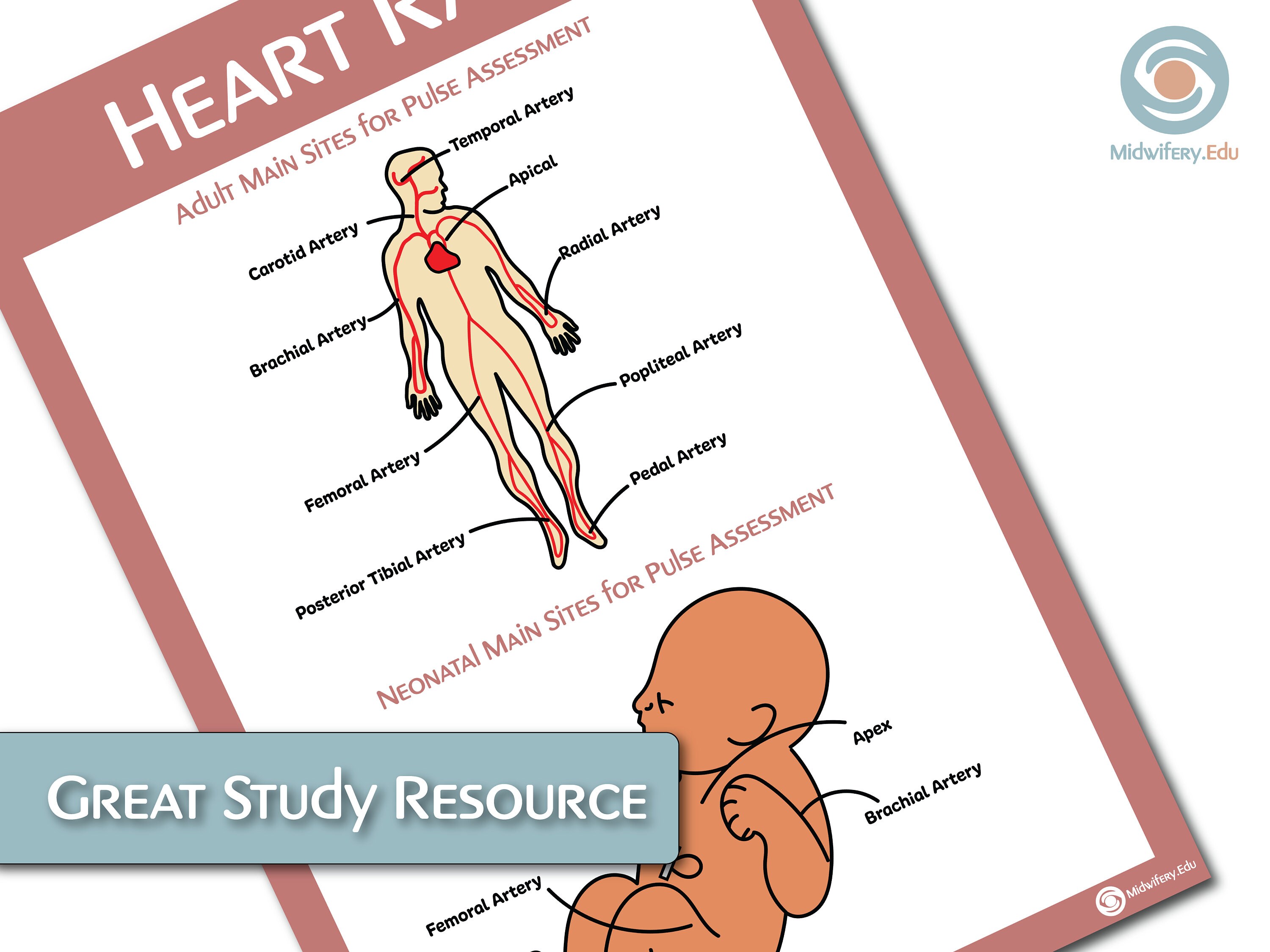 Heart Rate Educational Poster - Etsy