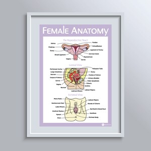 Female Reproductive System Educational Poster - Etsy