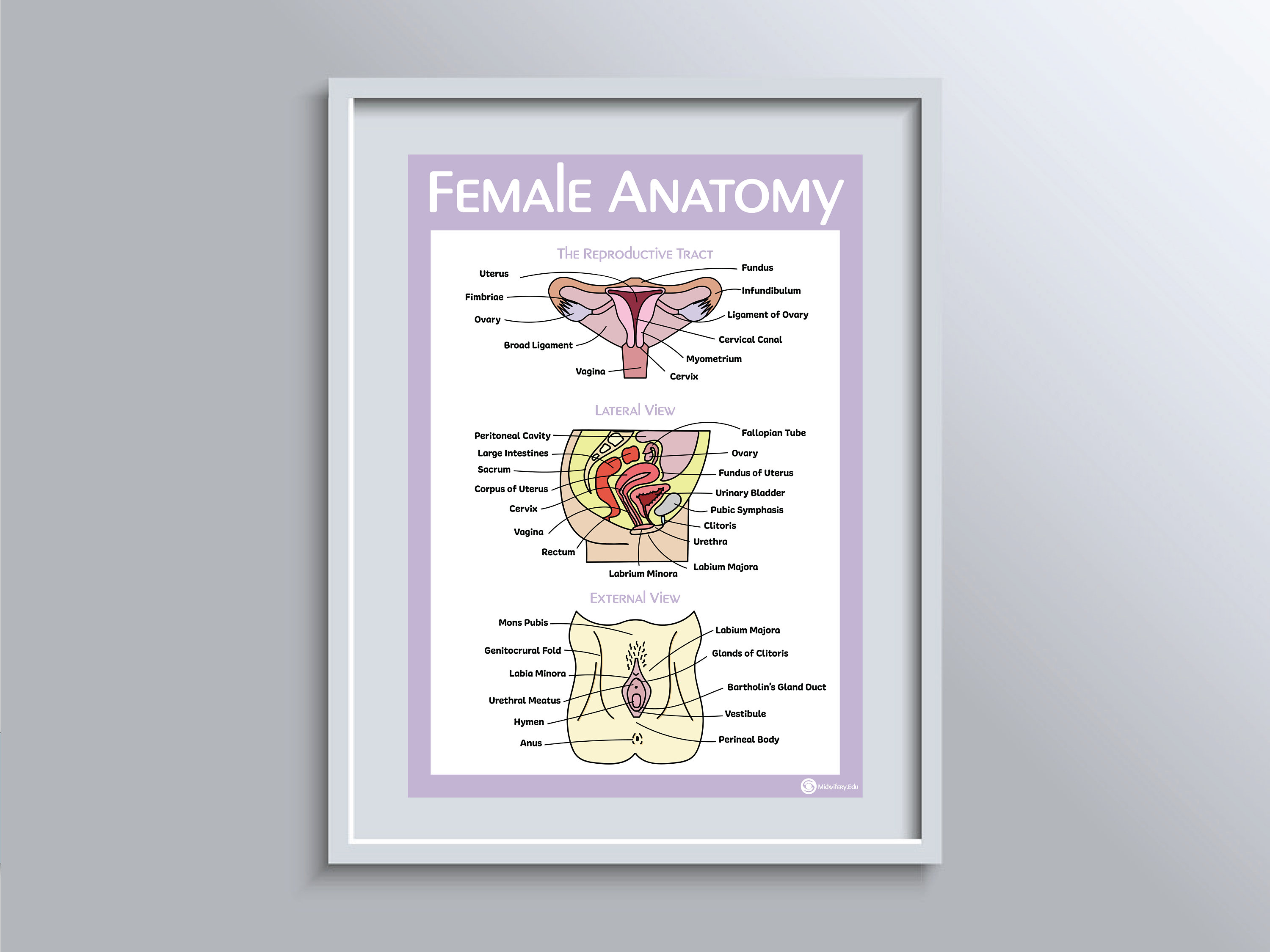 Female Reproductive System Educational Poster - Etsy