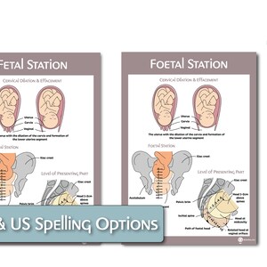 Foetal/fetal Station Educational Poster - Etsy