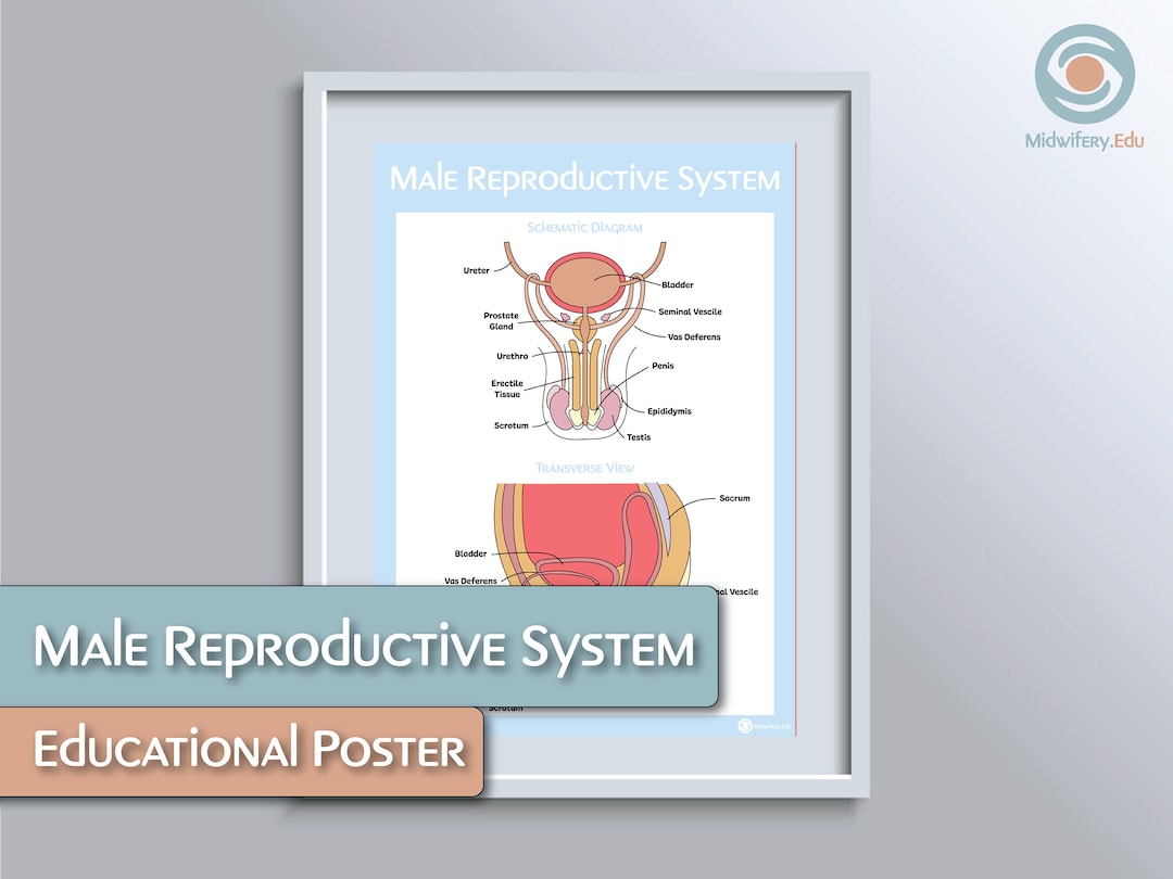 Male Reproductive System Educational Poster - Etsy