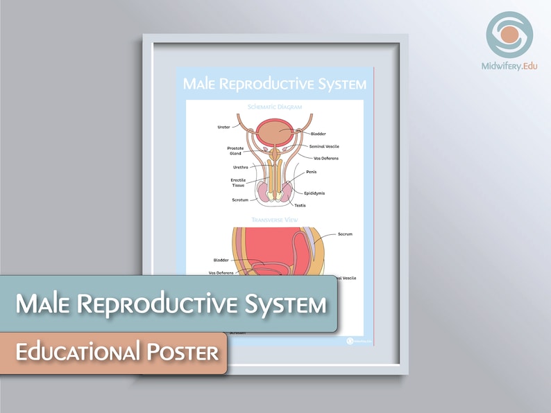 Male Reproductive System Educational Poster - Etsy