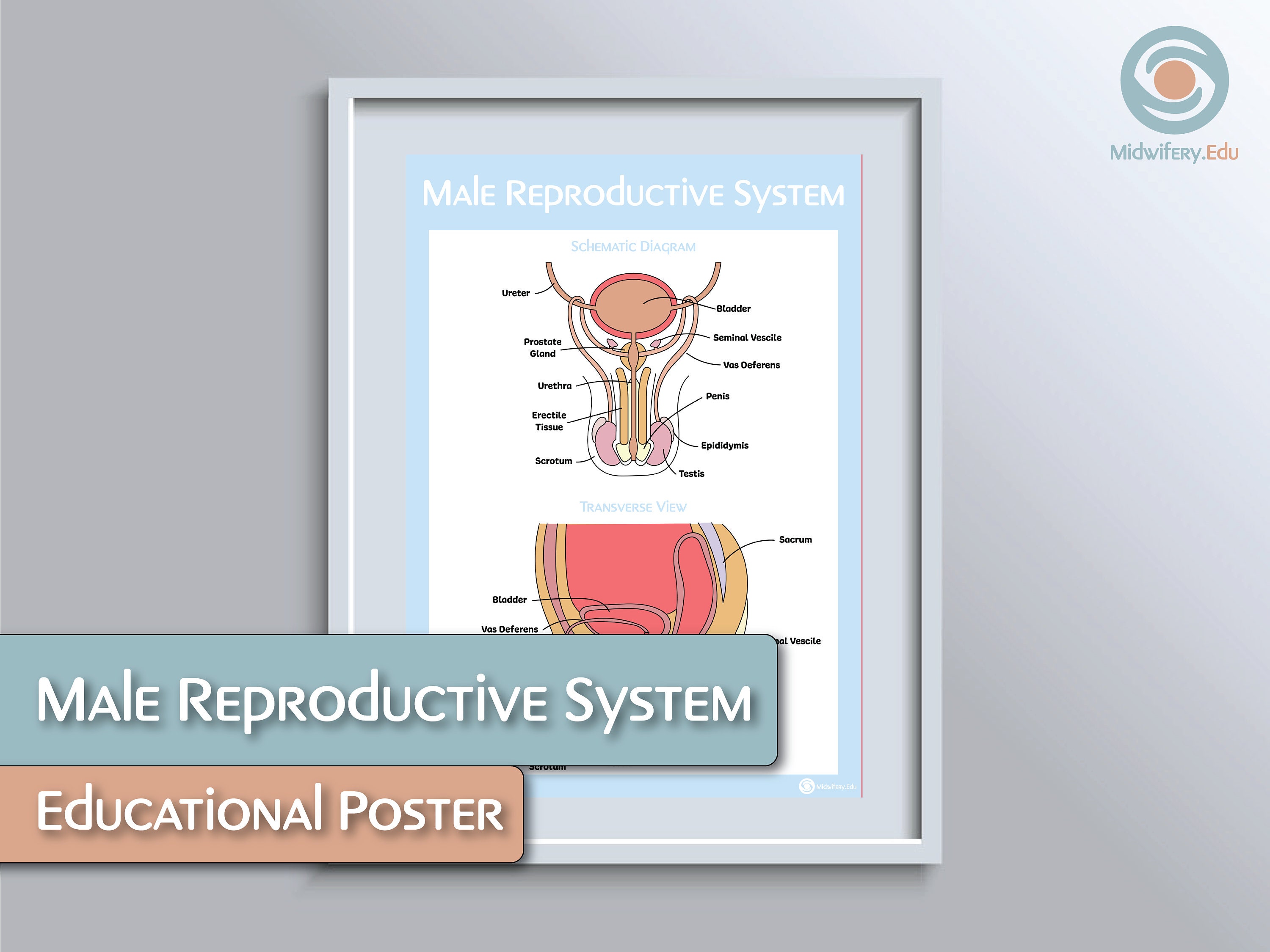 Cartel educativo del sistema reproductor masculino. - Etsy España