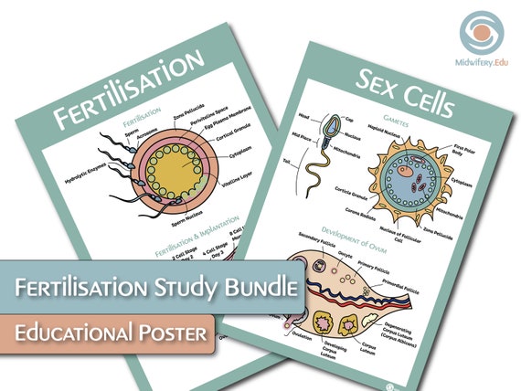 Fertilisation Educational Poster Bundle | Etsy