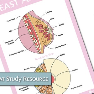 Breast Anatomy Educational Poster - Etsy