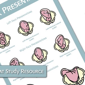 Foetal/fetal Position Study Bundle Educational Poster - Etsy