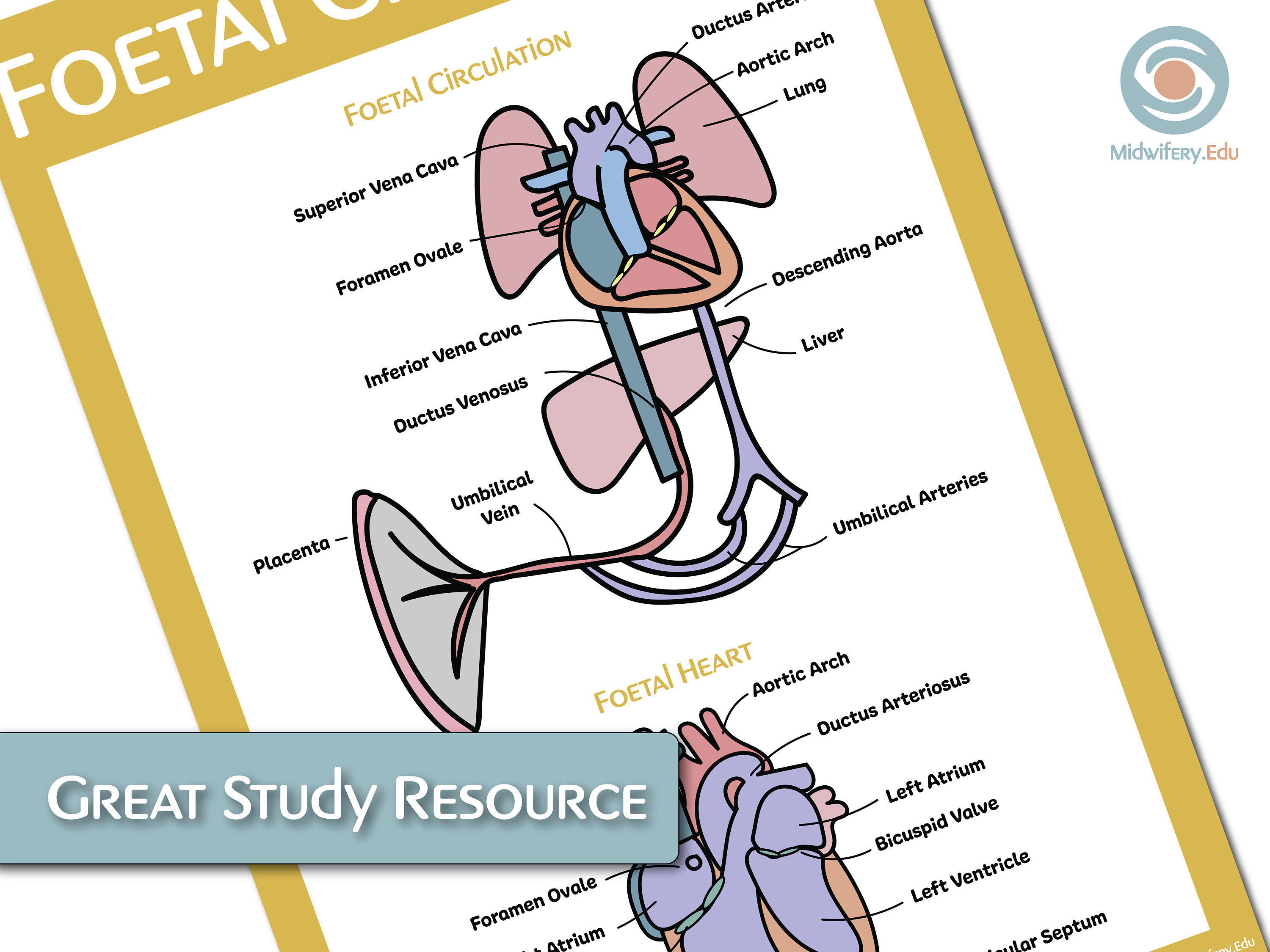 Foetal Circulation Educational Poster - Etsy