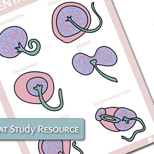 Placenta Educational Poster Study Bundle - Etsy