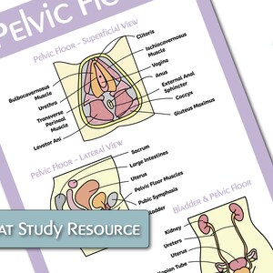 The Pelvic Floor Educational Poster - Etsy