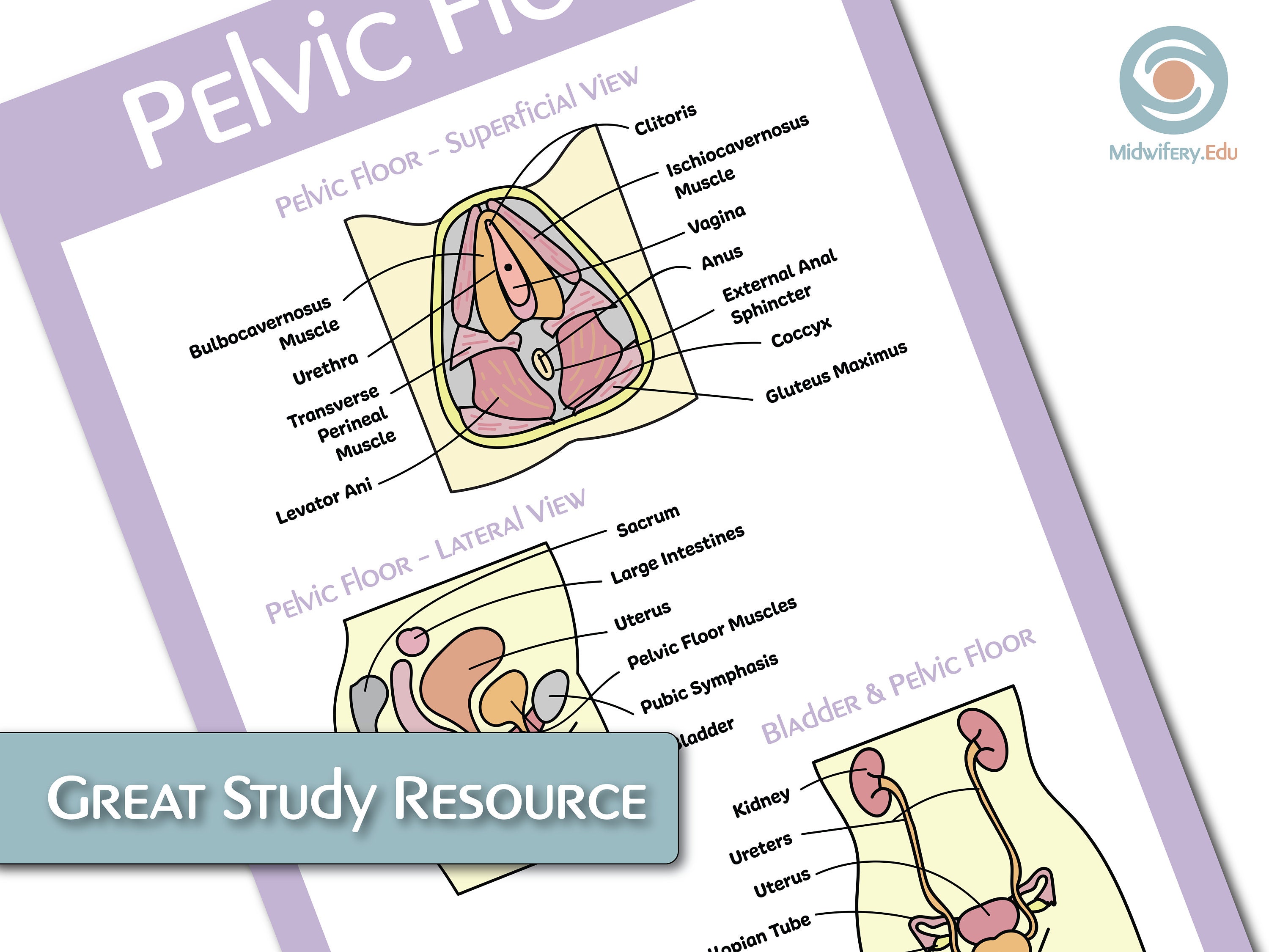 The Pelvic Floor Educational Poster - Etsy