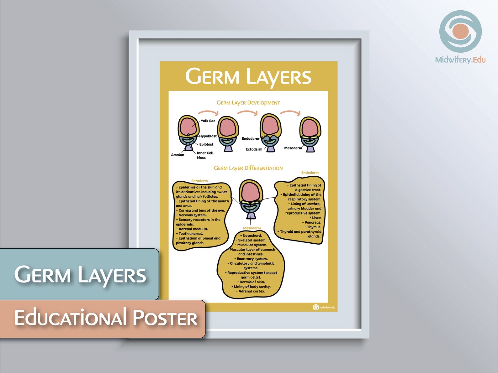 Germ Layers Educational Poster - Etsy