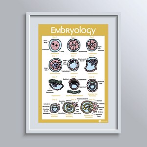 Embryology Educational Poster - Etsy