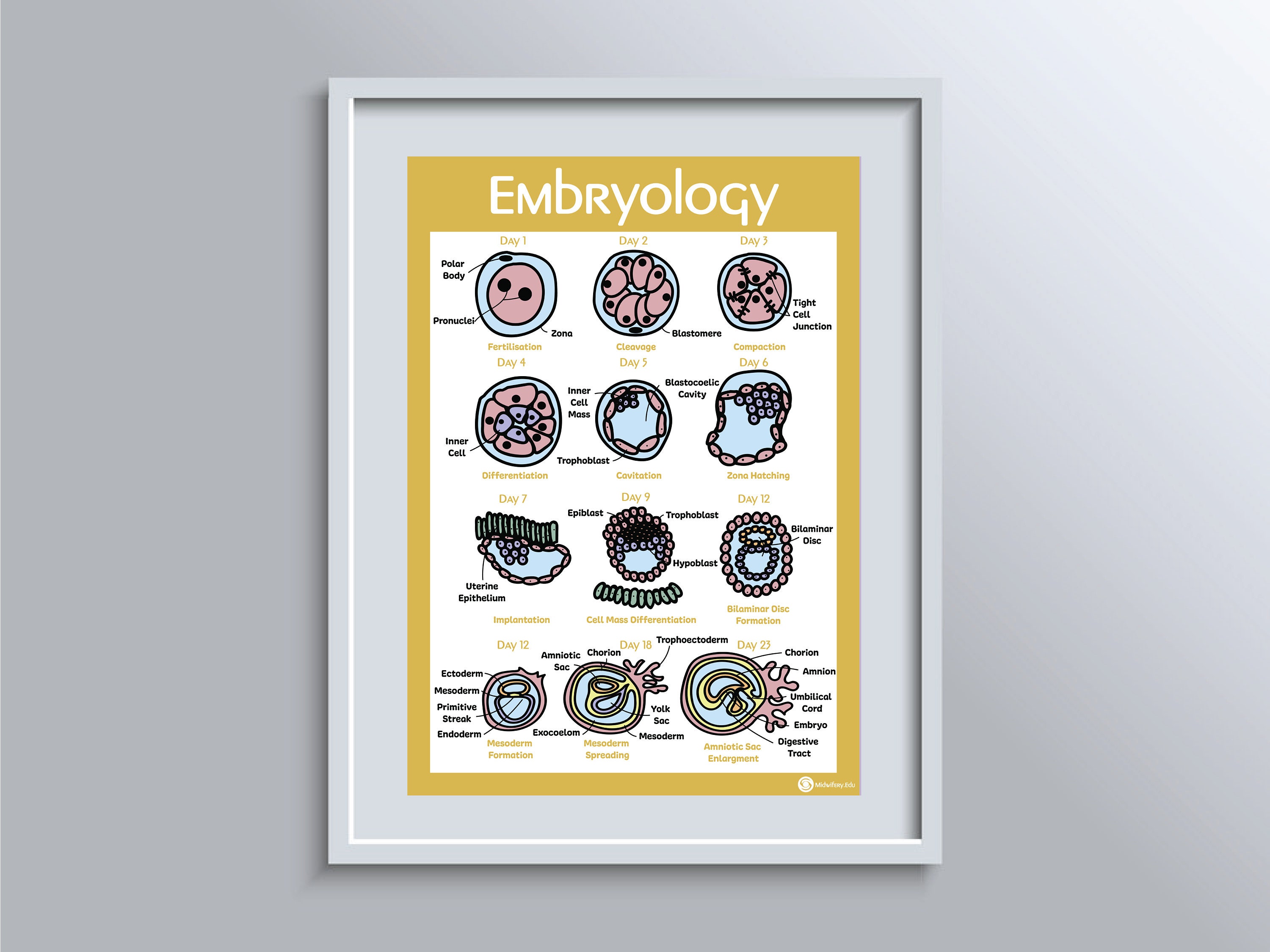 Embryology Educational Poster - Etsy