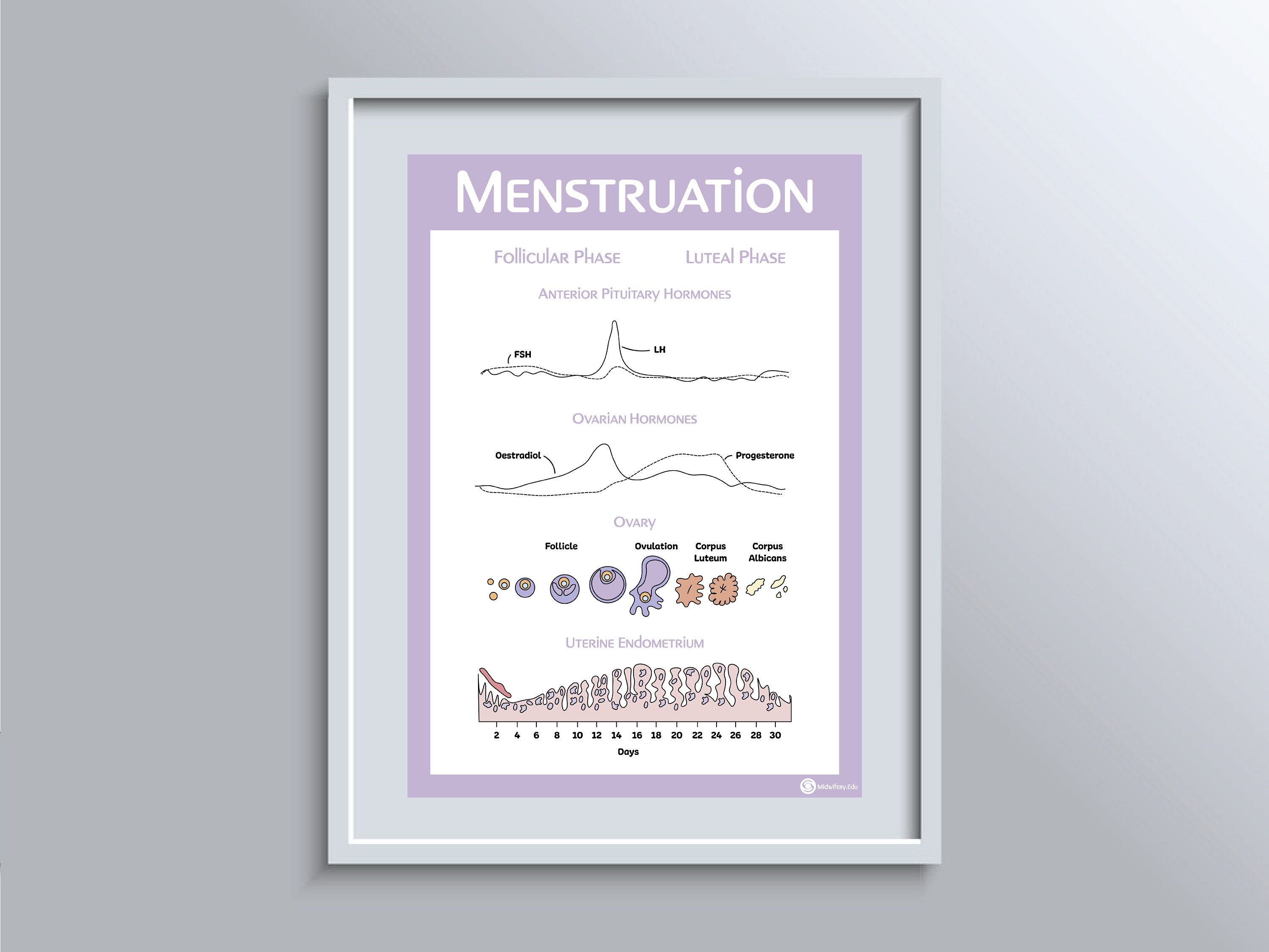 Menstruation Educational Poster - Etsy