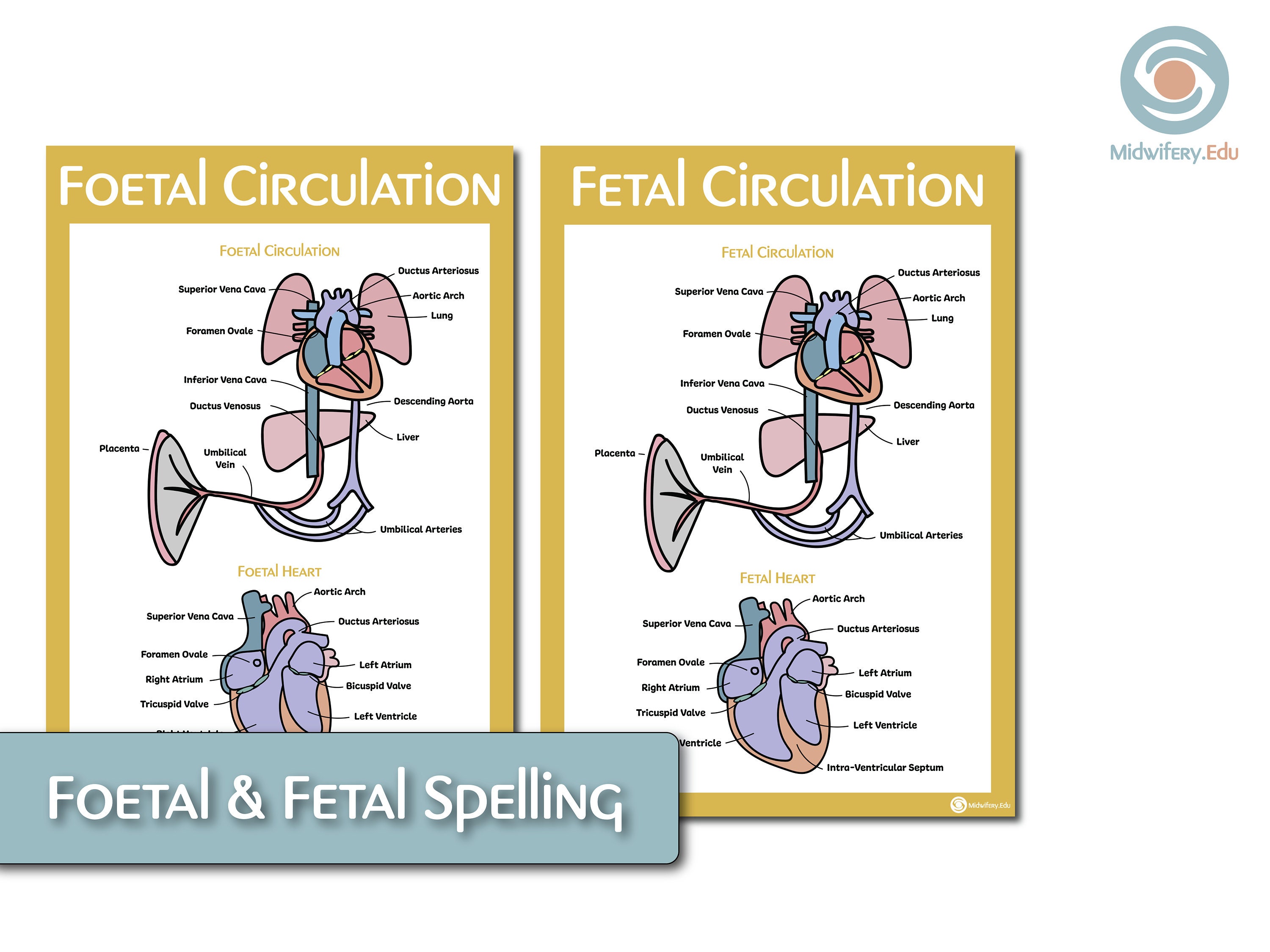 Foetal Development Educational Poster Series | Etsy