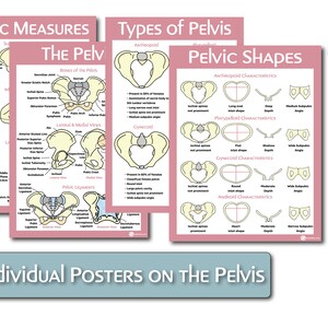 Pelvis Educational Poster Bundle - Etsy