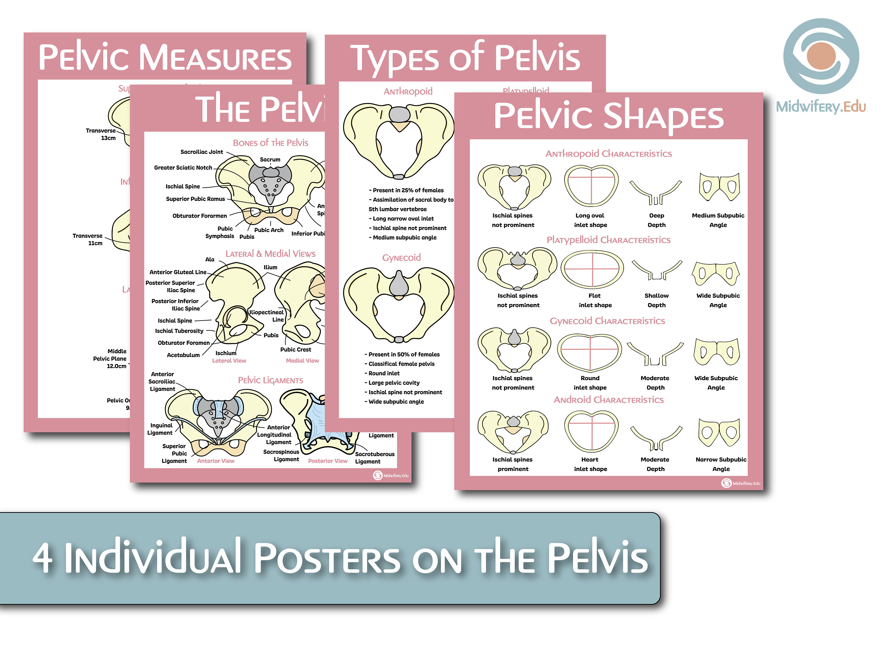 Pelvis Educational Poster Bundle - Etsy