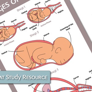 Labour/labor Education Poster Bundle - Etsy