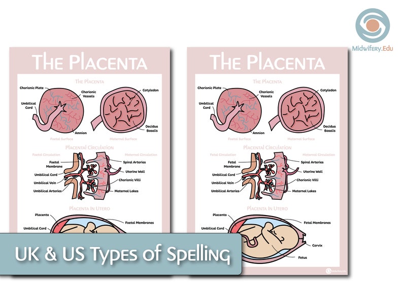 The Placenta Educational Poster - Etsy
