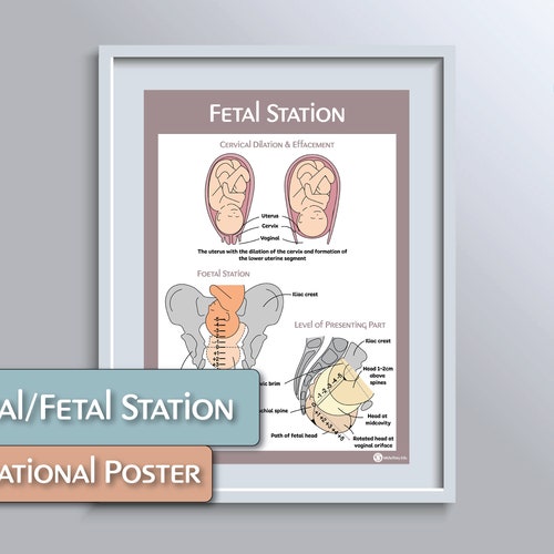 Foetal Development Educational Poster Series - Etsy
