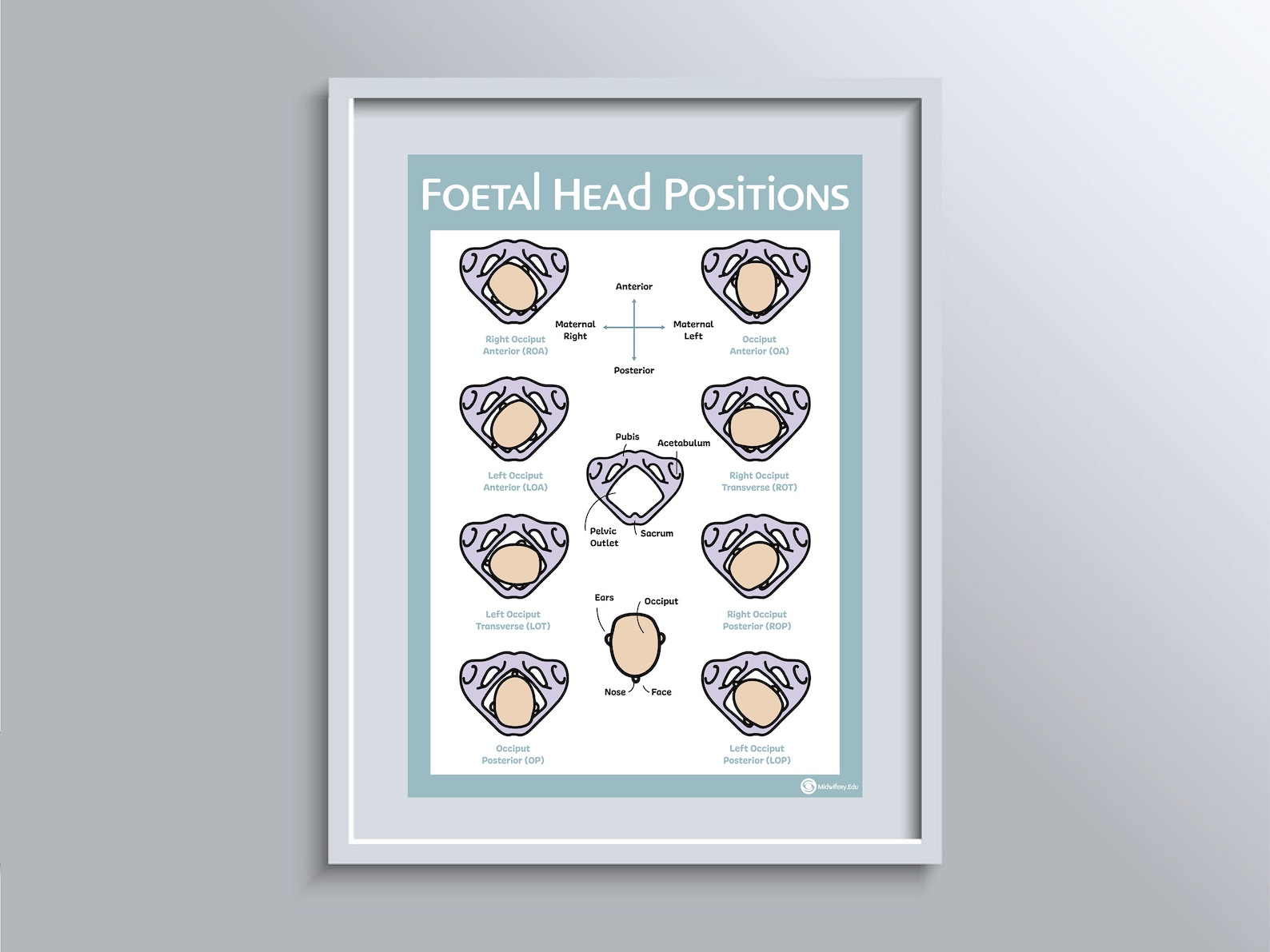 Foetal/fetal Head Position Educational Poster - Etsy
