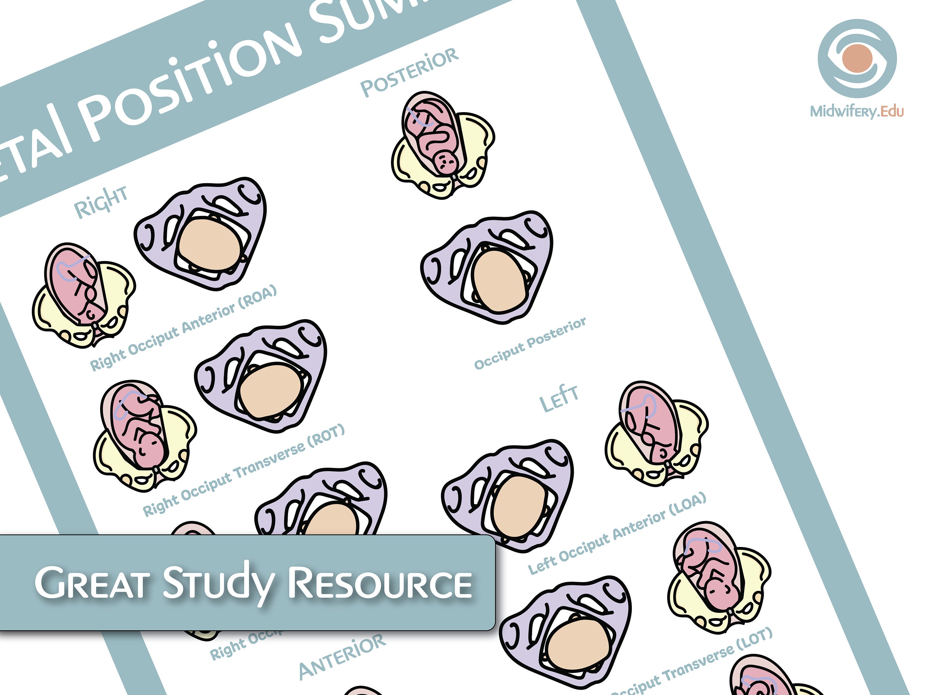 Foetal/fetal Position Summary Educational Poster - Etsy