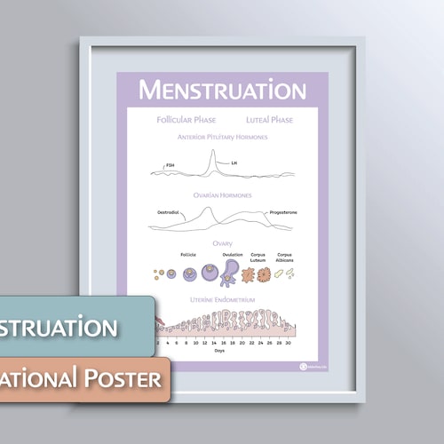 Menstruation Educational Poster - Etsy