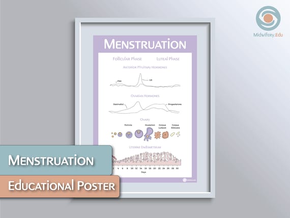Menstruation Educational Poster | Etsy